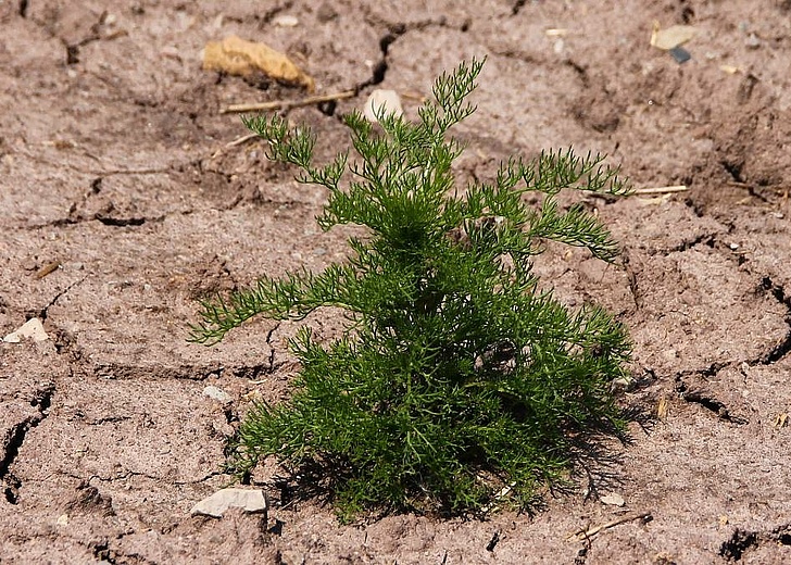 Fehlender Regen - Katastrophe für Landwirte