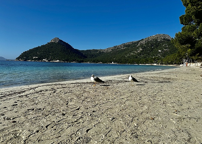 Sonnenliege am Strand Formentor kostet über 100 Euro