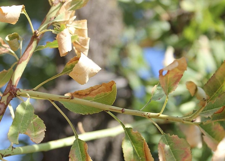 Bakterium Xylella fastidiosa breitet sich auf Mallorca aus